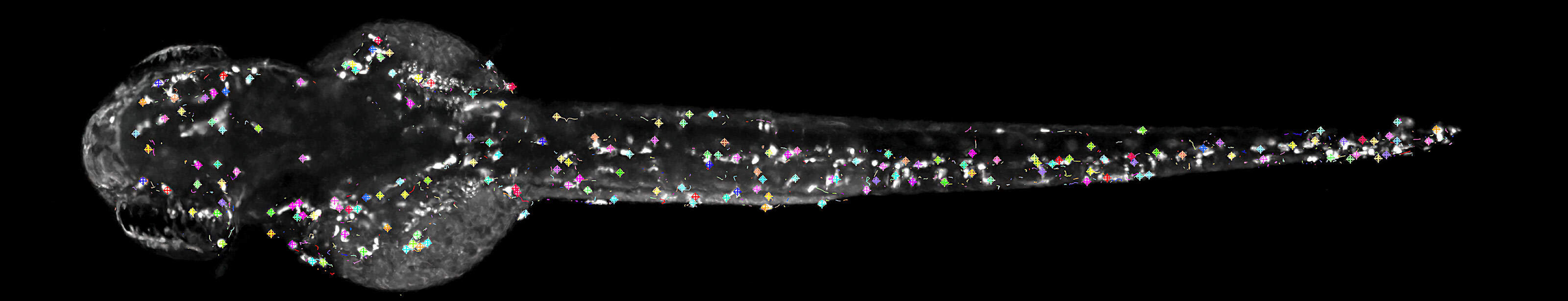 Embryon 2d+ de poisson-zèbre | Galleries | Nikon Instruments Inc.