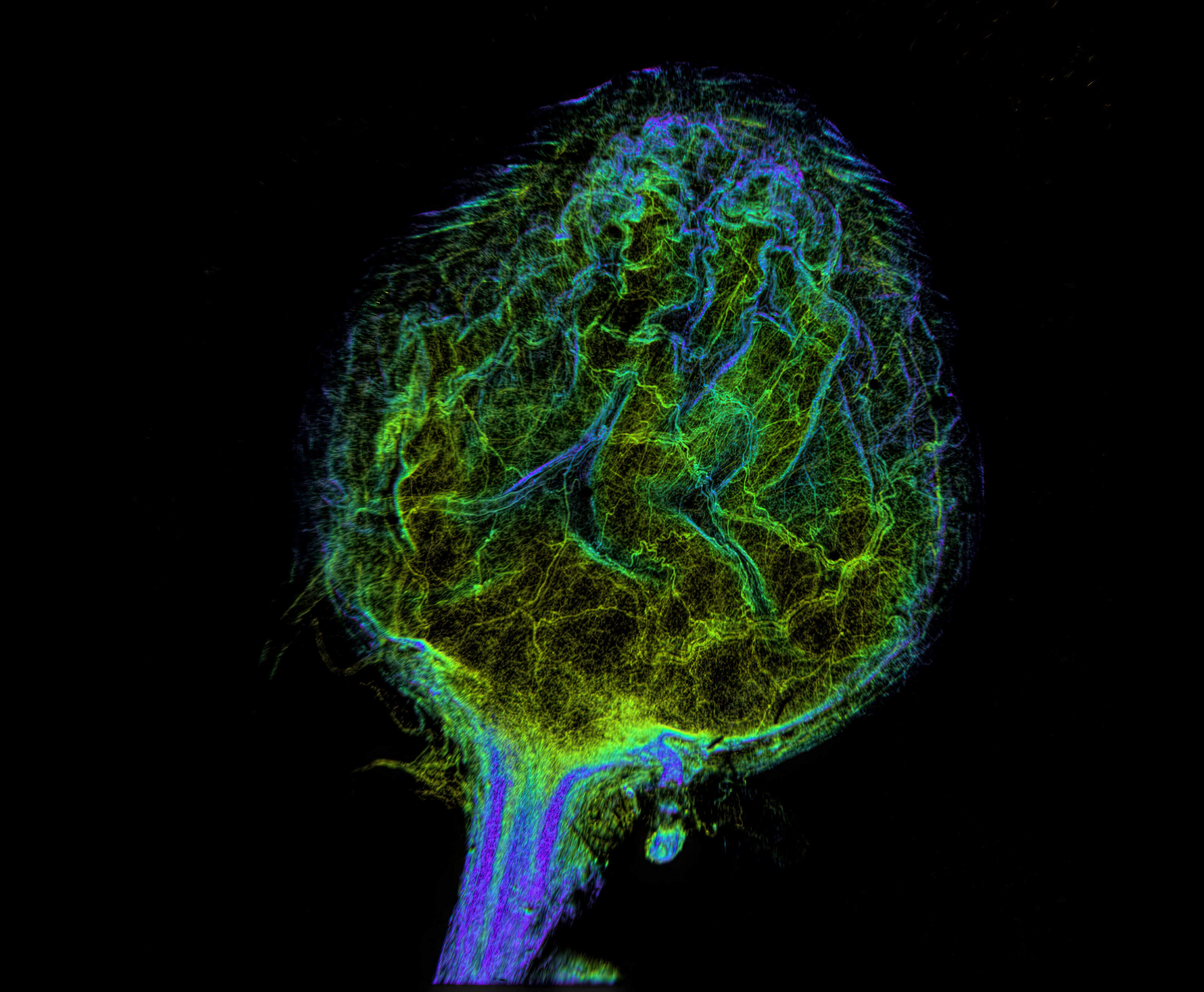 Whole Mouse Bladder | Galleries | 株式会社ニコンソリューションズ