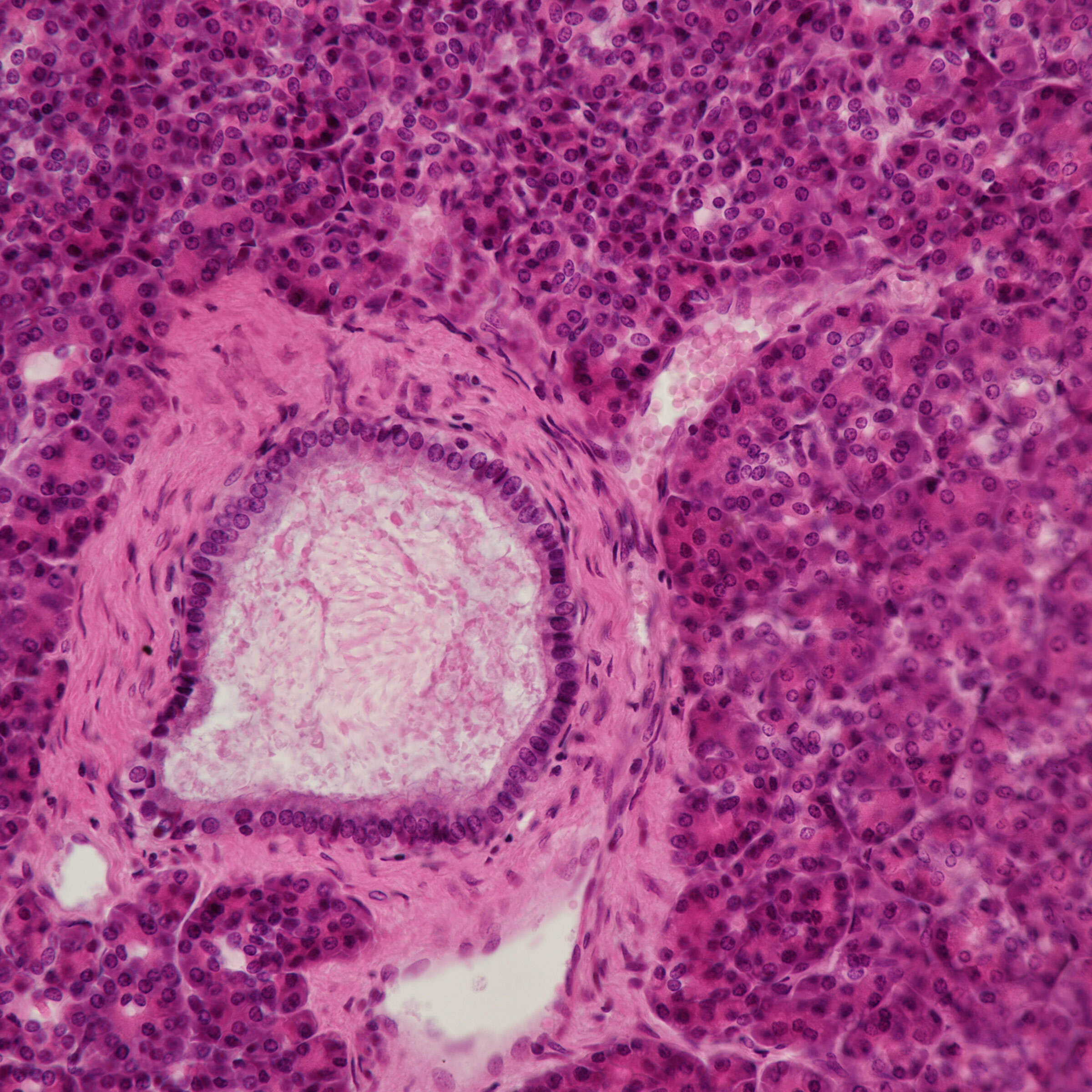 H&E-stained pancreas tissue section | Galleries | Nikon Instruments Inc.