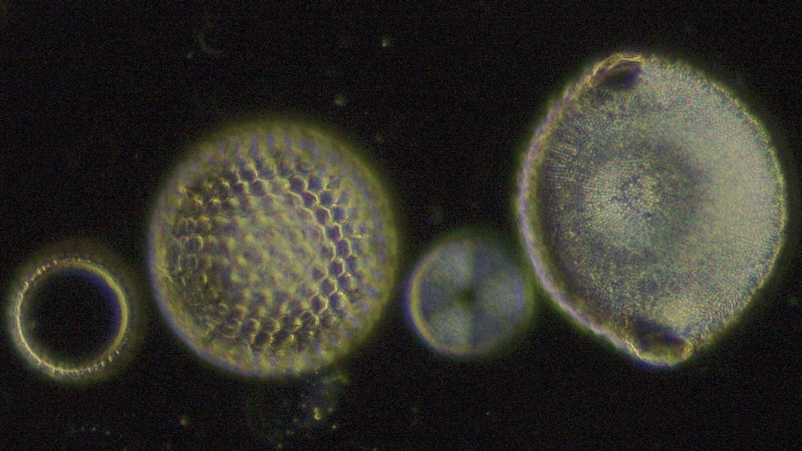 Diatomea - sin teñir | Galleries | Nikon Europe B.V.