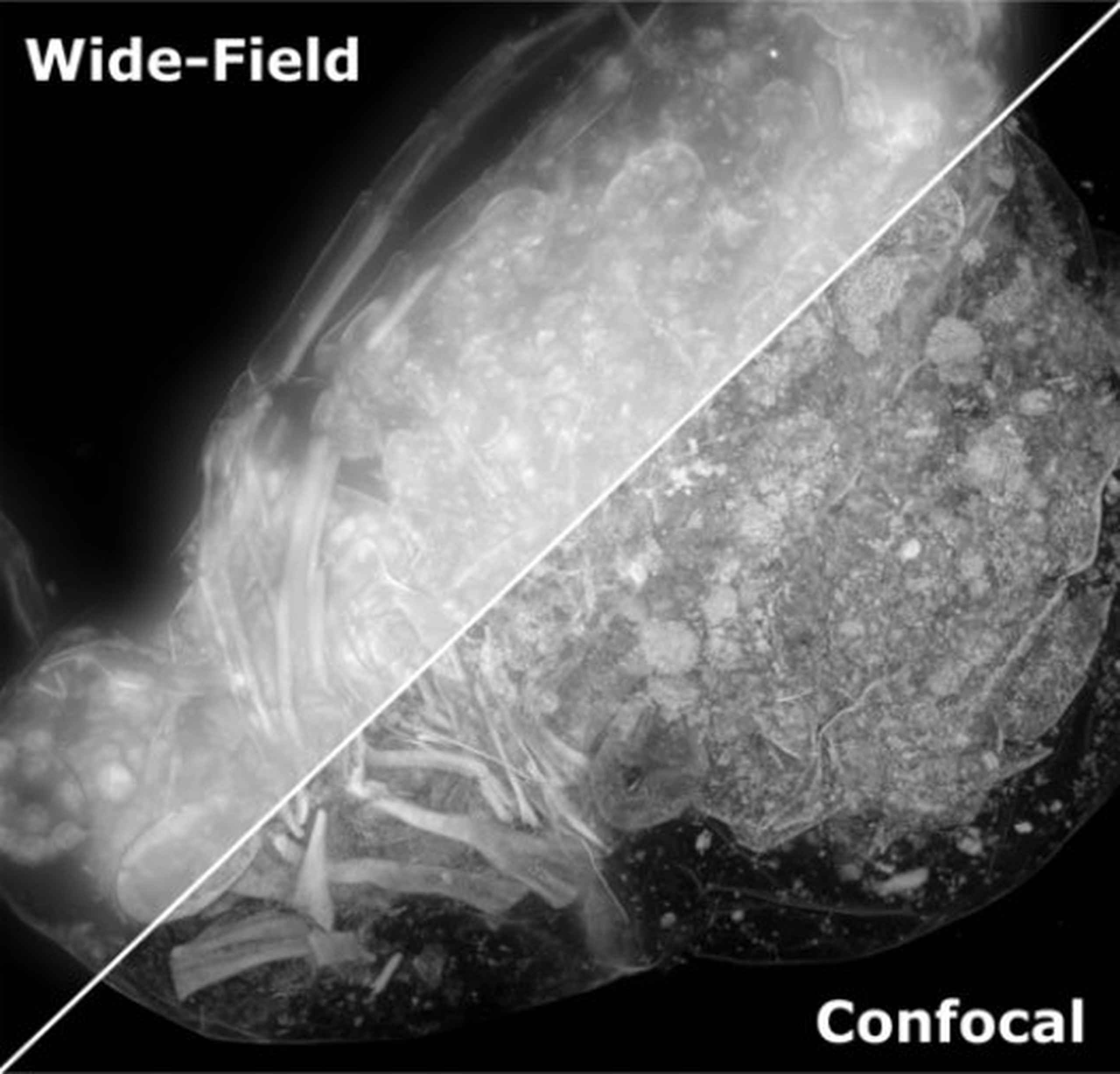 Crest X-Light V2 | Crest X-Light Series | Confocal Microscopes ...
