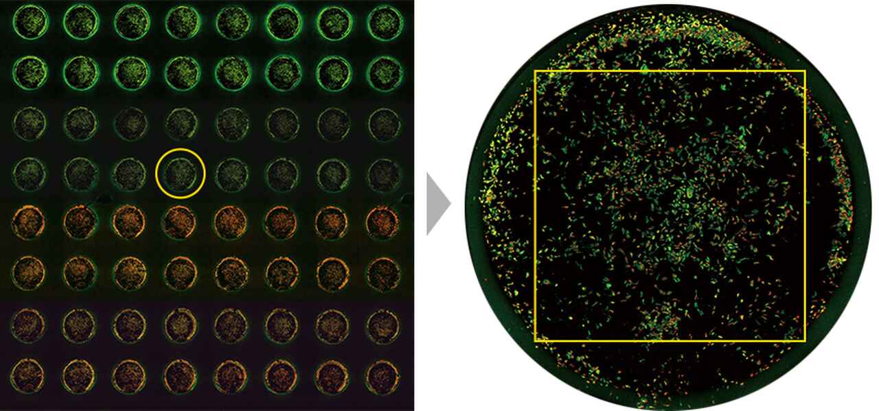 A1 HD25 / A1R HD25 | Confocal Microscopes | Products | Nikon ...