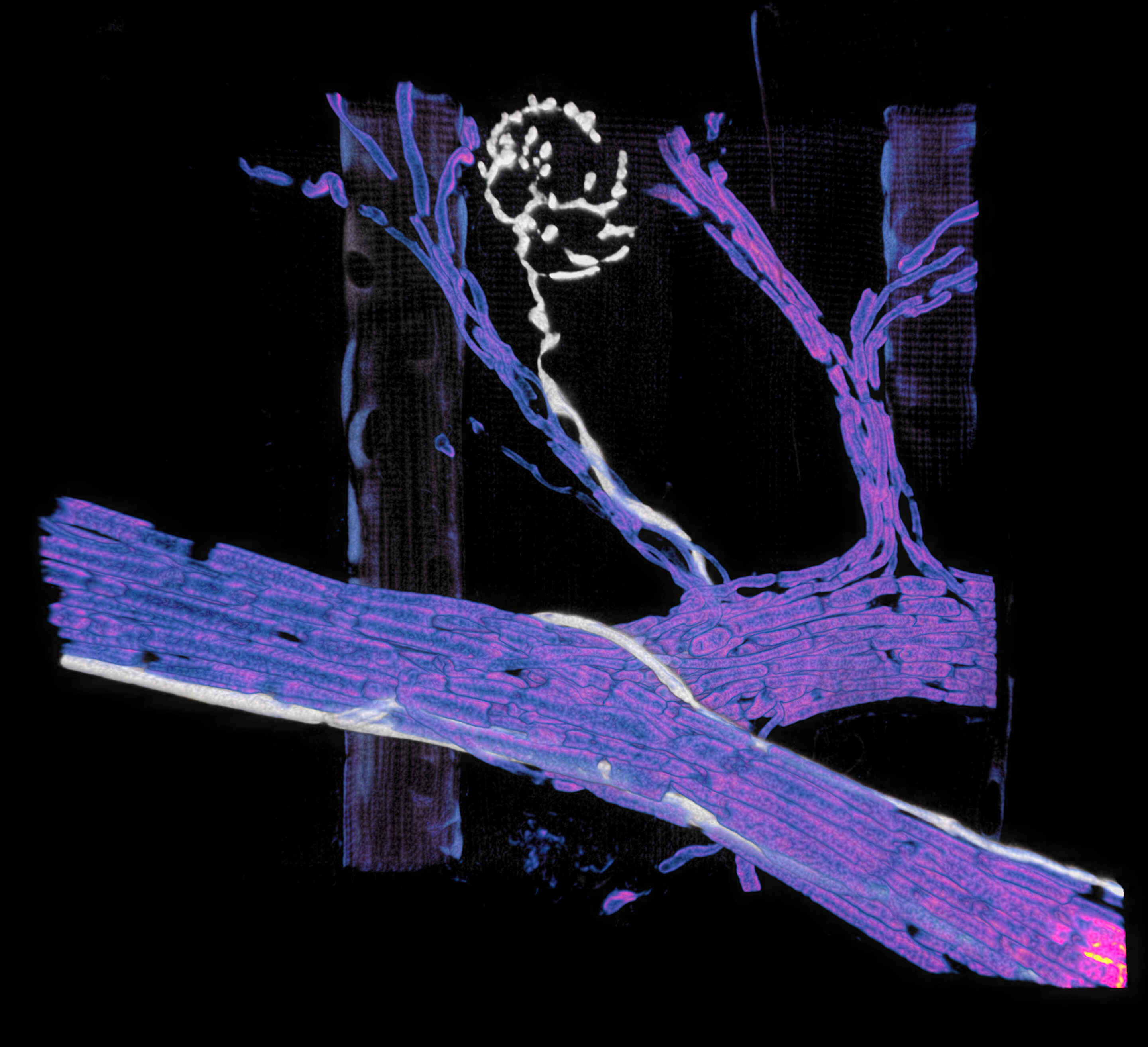 AX / AX R | Confocal Microscopes | Nikon Instruments Products | Nikon ...