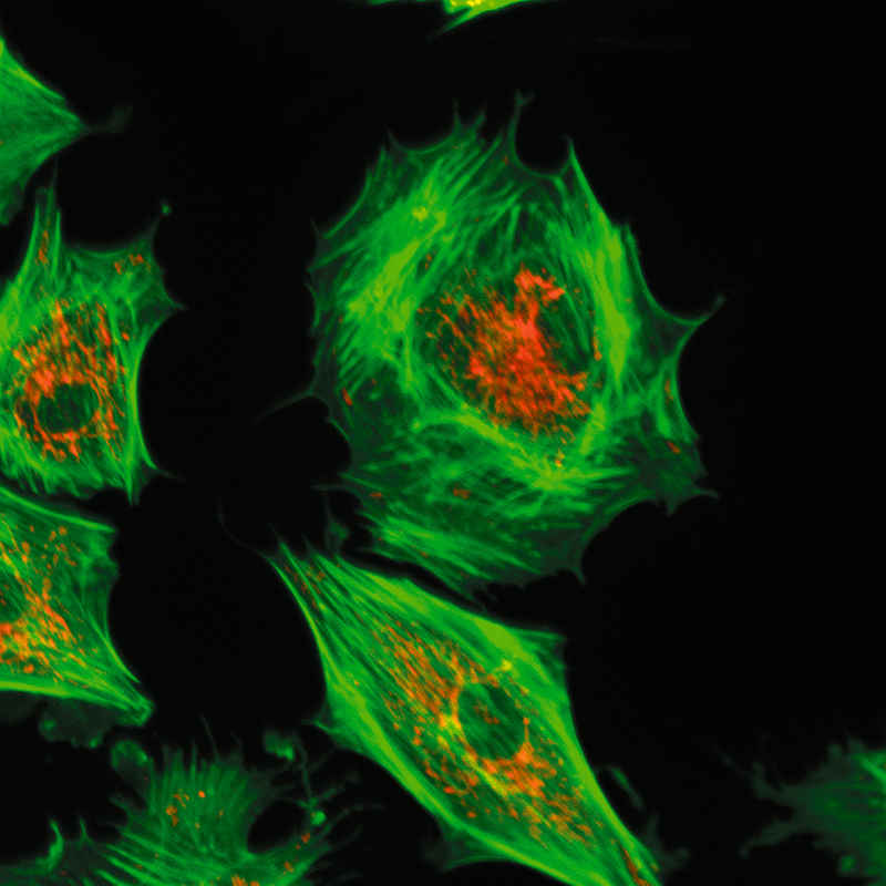 AZ-C2+ | Confocal Microscopes | Products | Nikon Instruments Inc.