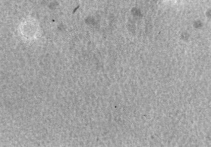 BioStudio-mw | 細胞スクリーニング | 製品情報 | 株式会社ニコンソリューションズ