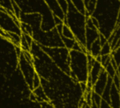 CSU-W1 SoRa | CSU Series | Confocal Microscopes | Products | Nikon ...