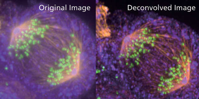 NIS-Elements Advanced Research | NIS-Elements | Software | Products ...