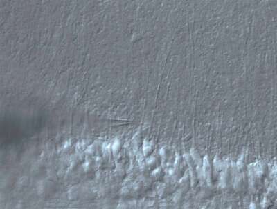 ECLIPSE FN1 | Upright Microscopes | Nikon Instruments Products | Nikon ...