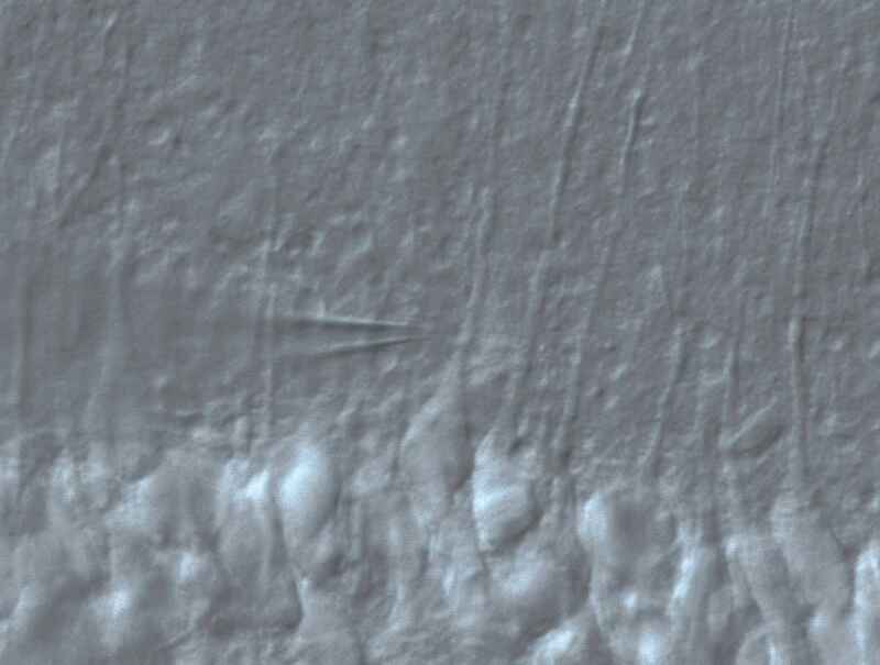 ECLIPSE FN1 | Upright Microscopes | Products | Nikon Corporation ...