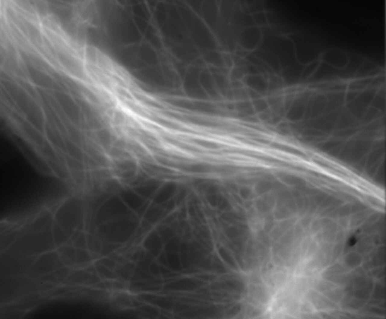 N-SIM E | Super-Resolution Microscopes | Products | Nikon Corporation ...