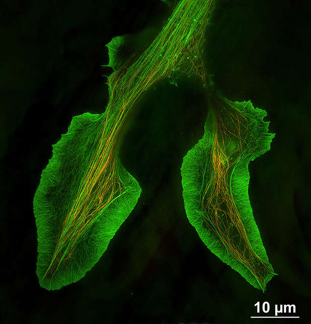 N-SIM S | Super-Resolution Microscopes | Nikon Instruments Products ...