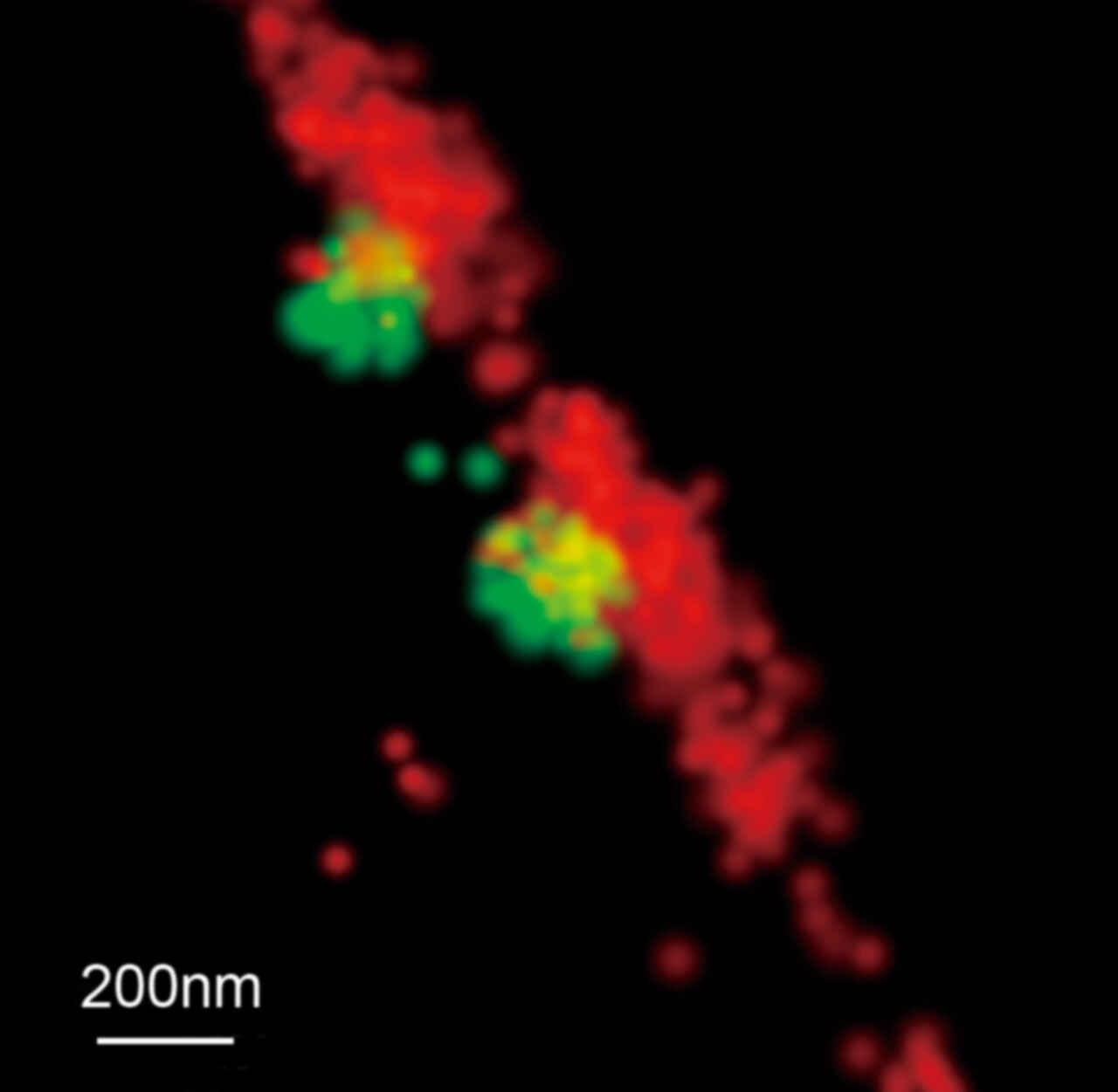 N-STORM | Super-Resolution Microscopes | Products | Nikon Instruments Inc.