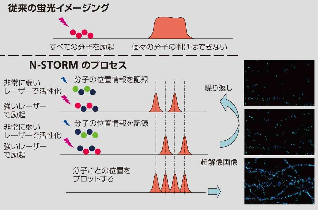N-STORM（Stochastic Optical Reconstruction Microscopy）法の原理 | N-STORM | 超 ...