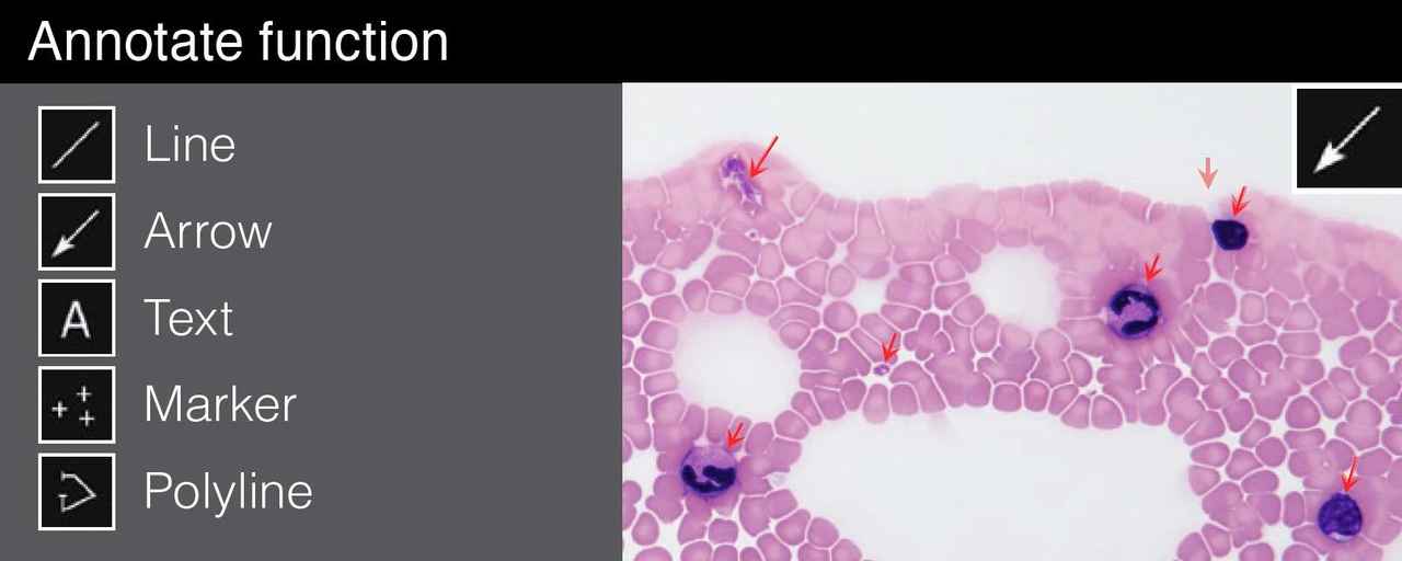 NIS-Elements L | Cameras | Products | Nikon Instruments Inc.