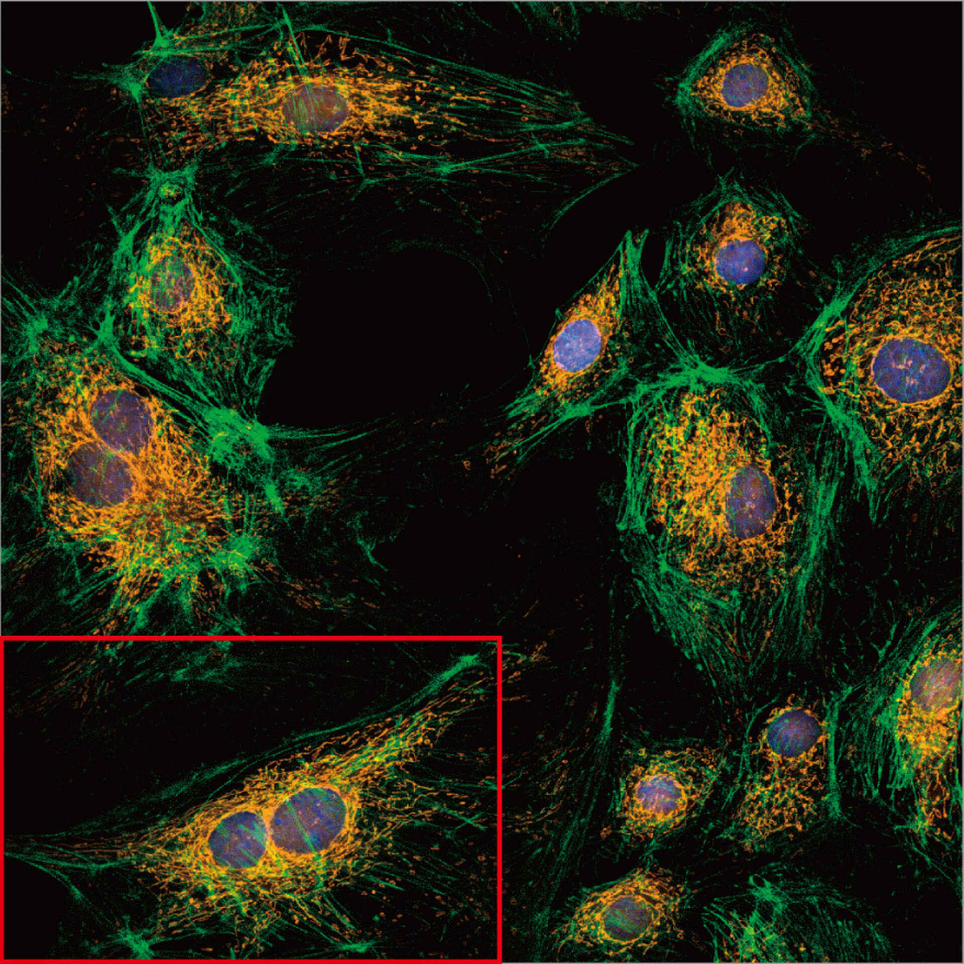 CFI Plan Apochromat Lambda D系列 | 物镜 | 产品 | 尼康仪器（上海）有限公司