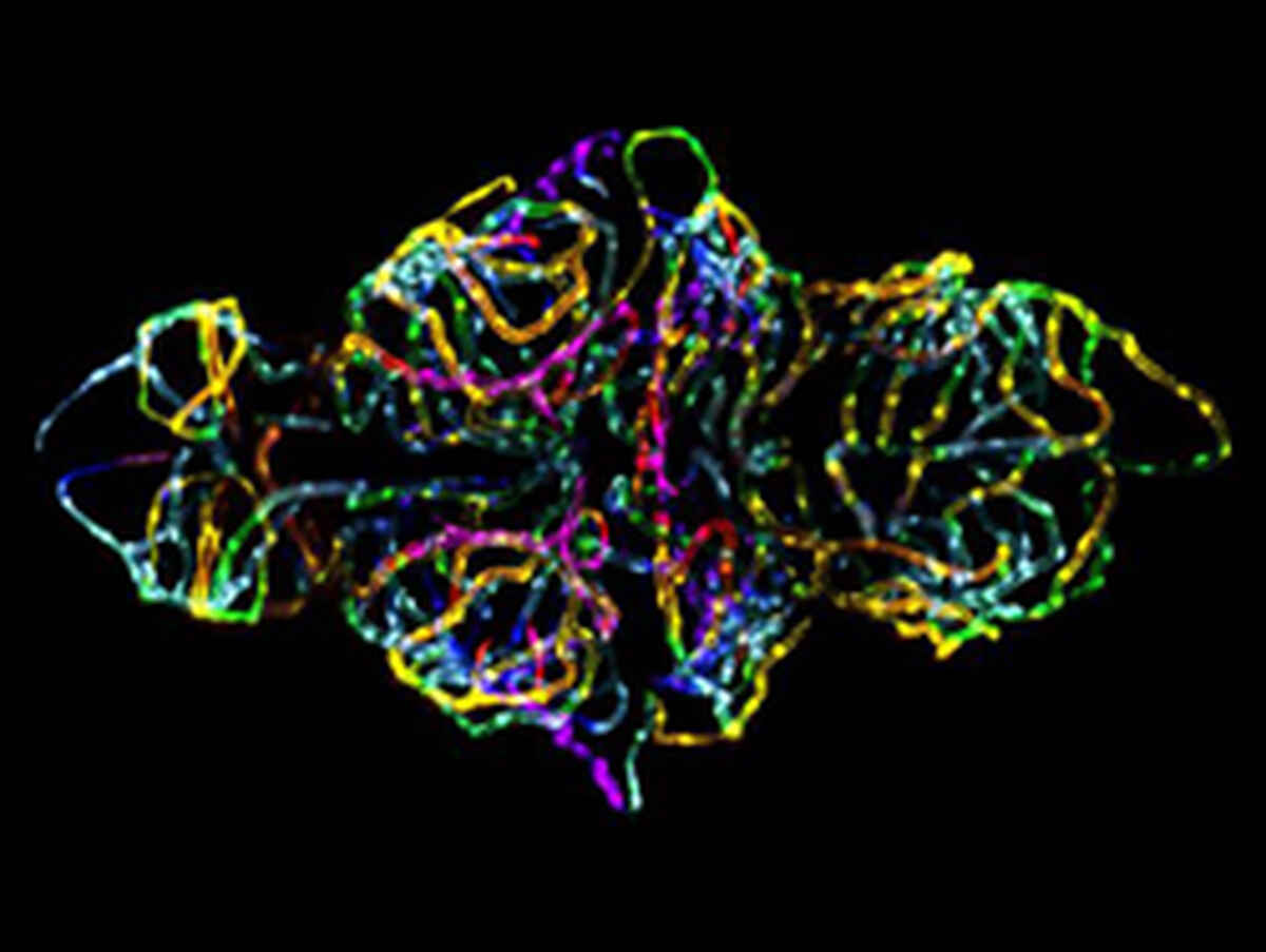 First-ever Image of the Blood-brain Barrier in a Live Zebrafish Embryo ...